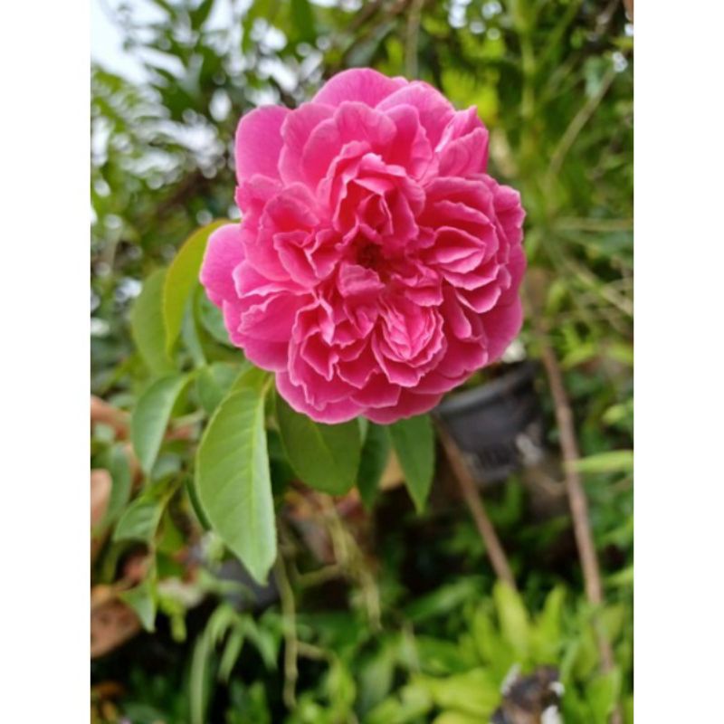 ANAK POKOK ROS KAMPUNG DARK PINK | Shopee Malaysia
