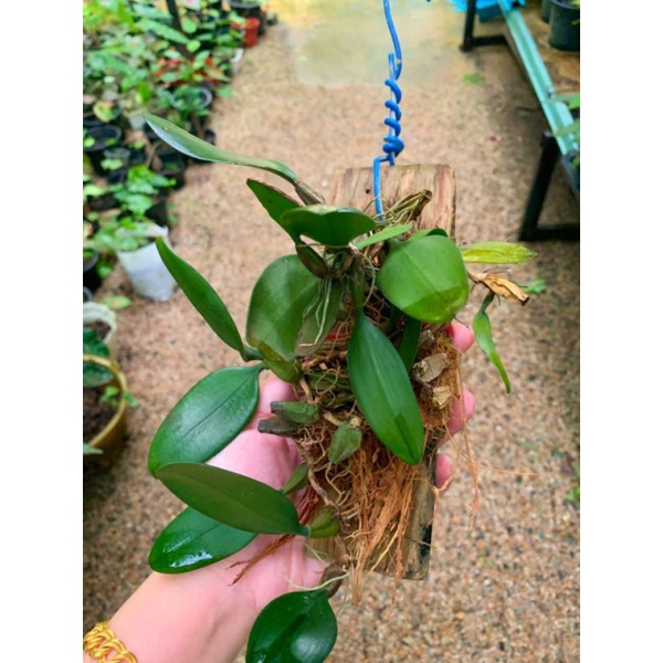 Bulbophyllum Frostii (Kasut Aladdin) | Shopee Malaysia