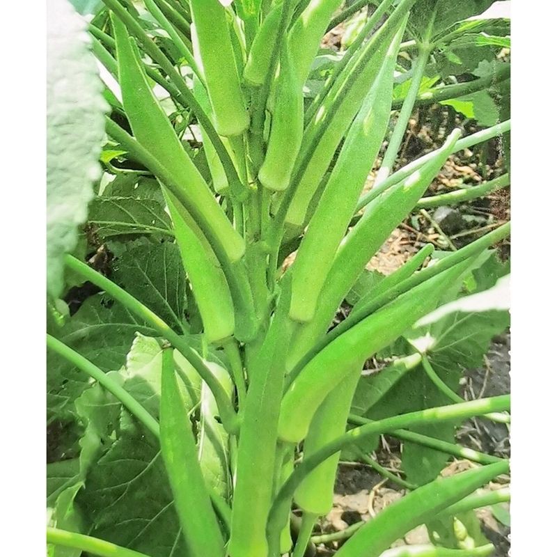 Benih Bendi Jepun Bulat 5pcs/Japan Round Okra/日本无角圆羊角豆籽 | Shopee Malaysia