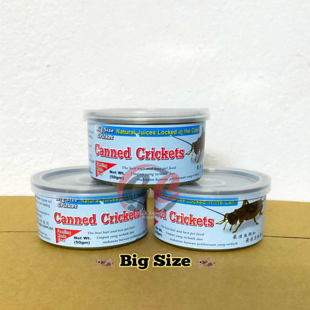 Canned Crickets🦗罐头蟋蟀🦗Jangkerik Tin 🦔35g Small Size & 50g Big 🦎 | Shopee ...