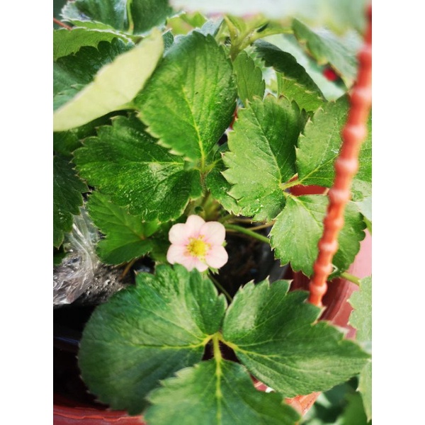 🍓🍓Anak Pokok Strawberry Bunga Pink/Merah { Merlan} {Rubby Anne} {Tarpan ...