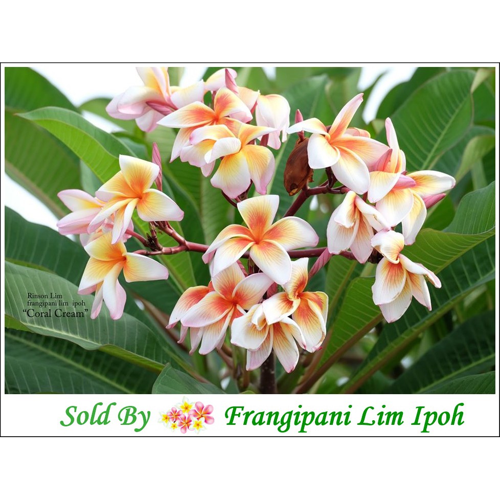 Frangipani / Plumeria – “ Coral Cream “ ( 2 Fresh Cuttings) | Shopee ...