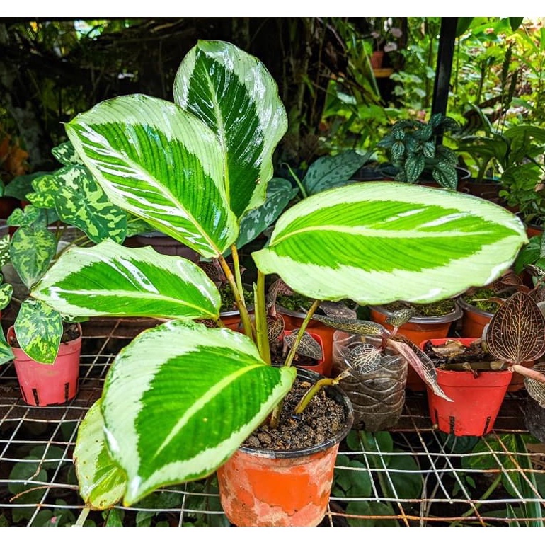 Bunga Calathea/Ready Stock/Live Plant/Calathea | Shopee Malaysia