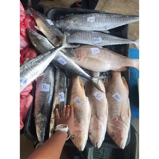 ikan jenahak Malaysia, Best Deals May 2025 | Shopee Malaysia