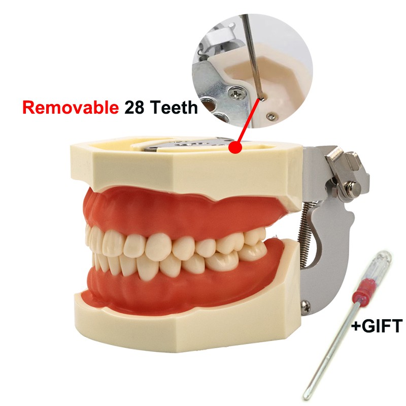 Removable Dental model Teeth model gum teeth Teaching Model Standard ...