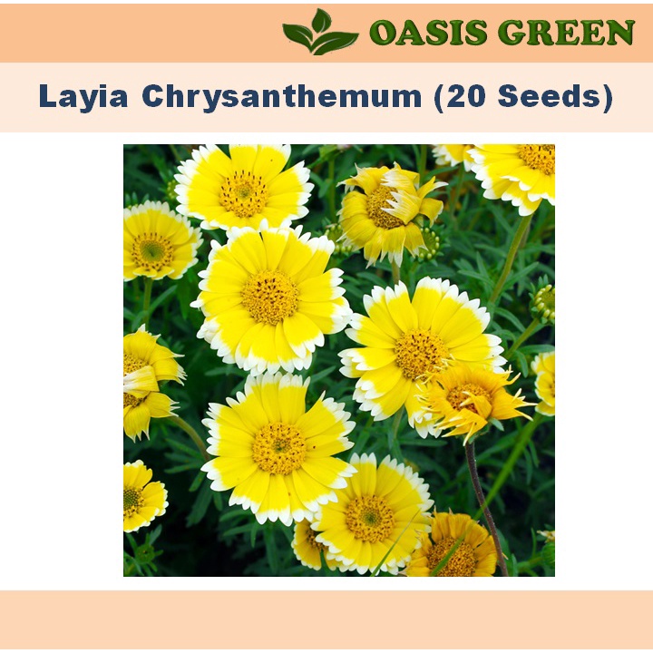 Flower Seed : Layia chrysanthemum (20 seeds) / 莱雅菊 花种子 biji benih bunga ...