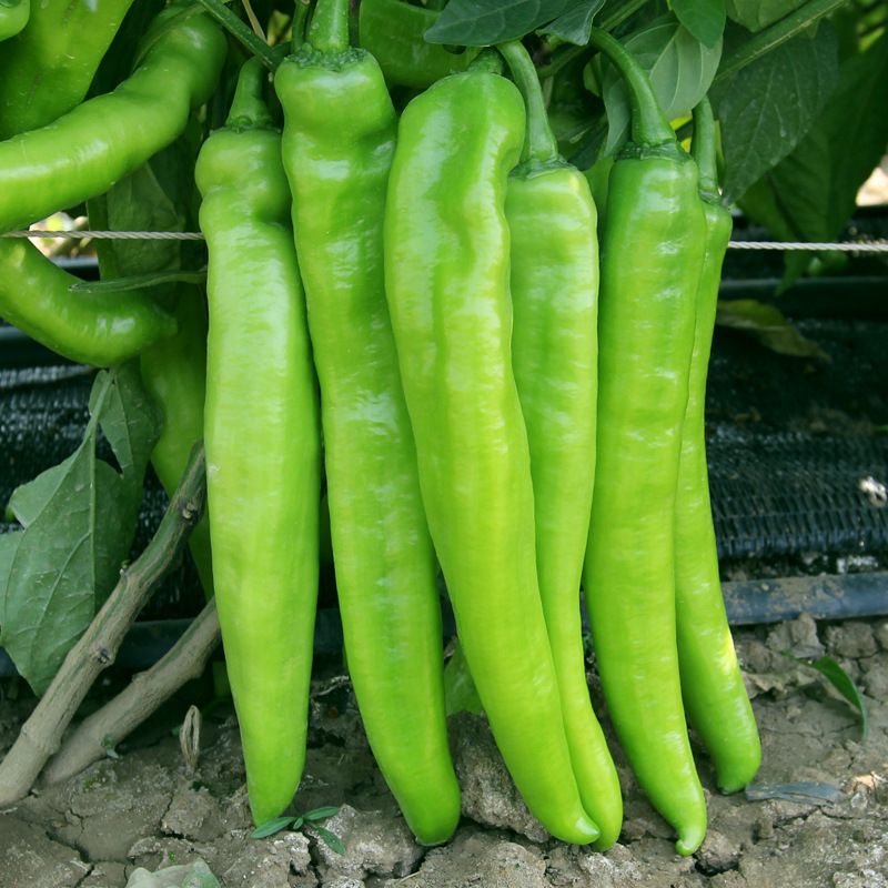 Benih Lada Solok 20pcs/Chilli/羊角椒籽 | Shopee Malaysia