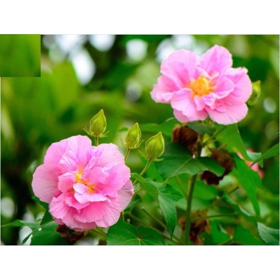 Pokok bunga raya laki pukul bini (hibiscus mutabilis) boleh bertukar ...
