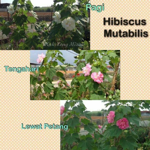 Hibidcus mutabilis(bunga raya) | Shopee Malaysia