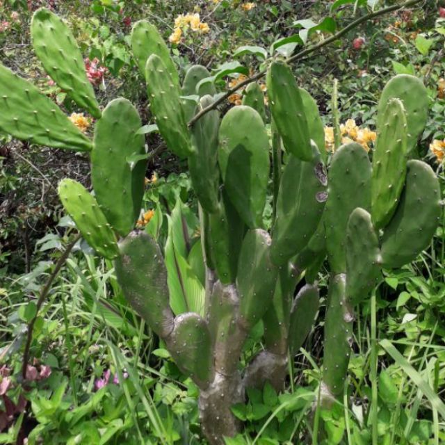 Daun Kaktus / Cactus Leaf 仙人掌 | Shopee Malaysia