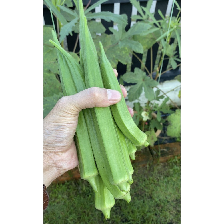 Benih Bendi / Okra / Ladies Finger (Benih Repack) | Shopee Malaysia