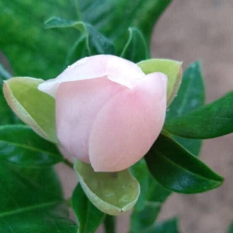 Pokok Bunga Cempaka telur pink real Plant hotselling indoor outdoor ...