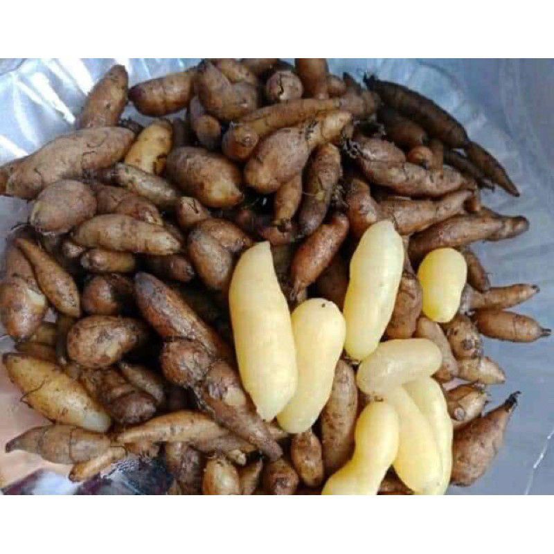 1Kg- Ubi kemili @ ubi keling lembut lemak manis | Shopee Malaysia