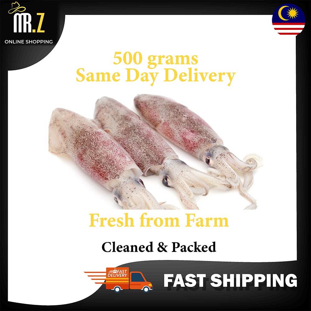 🔥Fast Shipping🔥Fresh Seafood Sotong/Squid 500g+- | Shopee Malaysia
