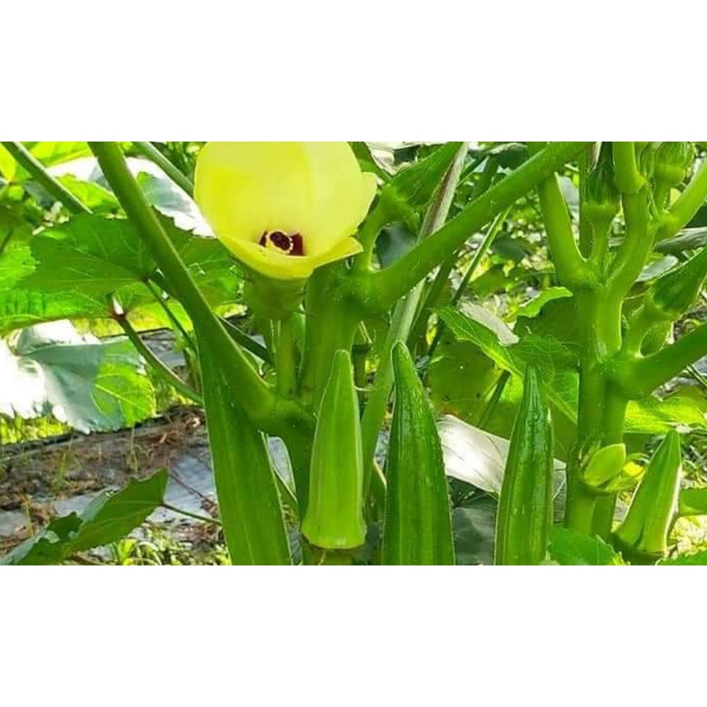 Pokok Bendi Hybrid dalam polybag / LADY’S FINGER / pokok kacang bendi ...