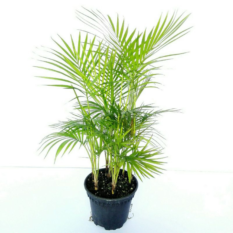 REAL LIVE PLANT JAVA PALM WITH POLYBAG GARDENING INDOOR PLANT POKOK ...