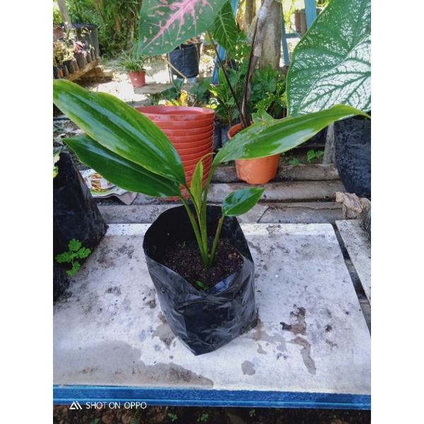 Serai Acheh Herba🔥 Anak Pokok 🔥 | Shopee Malaysia