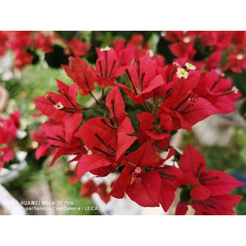 Bunga kertas Red Flame / id rare / Bougainvillea | Shopee Malaysia