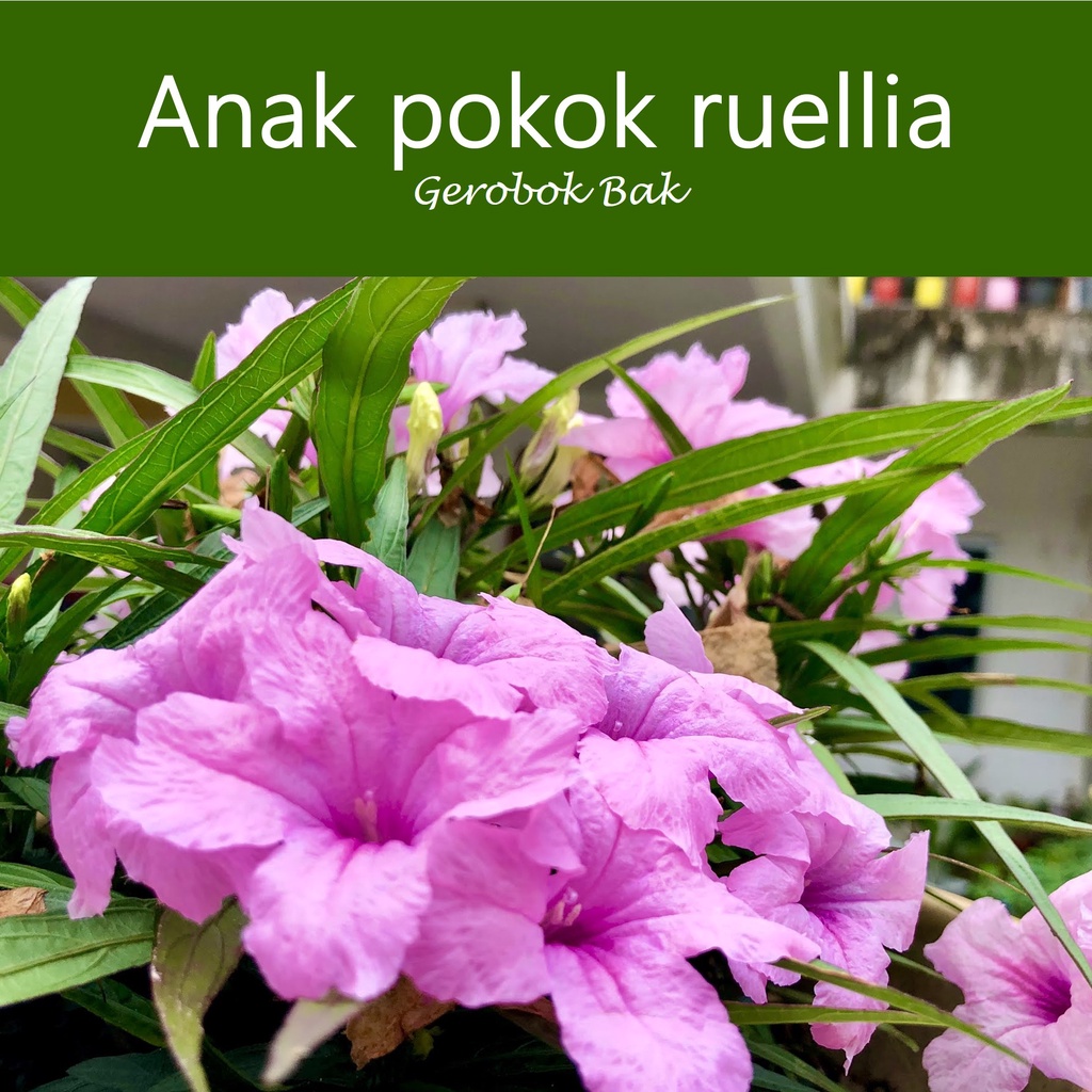 Anak pokok bunga cantik ruellia rulia renek Ruellia Brittoniana ...