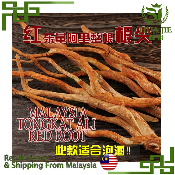 RED Tongkat Ali Root 东哥阿里 红根 MALAYSIA 马来西亚 akar | Shopee Malaysia