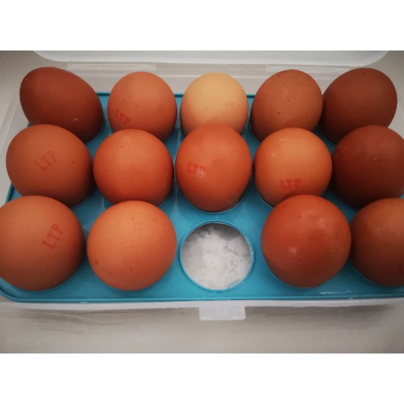 Bekas telor egg storage 15 biji 🔥 | Shopee Malaysia