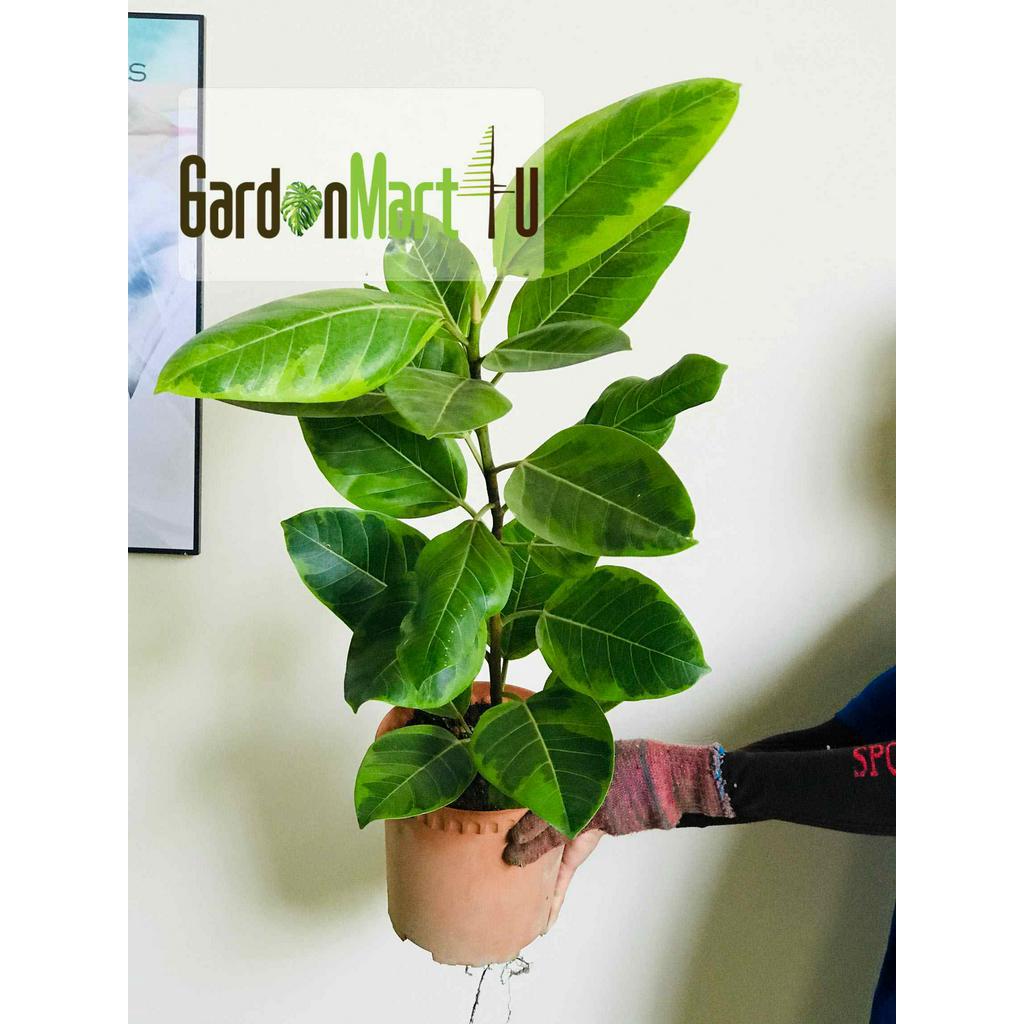 Ficus Elastica Live Plant Pokok Indoor Hiasan 印度橡皮树 | Shopee Malaysia