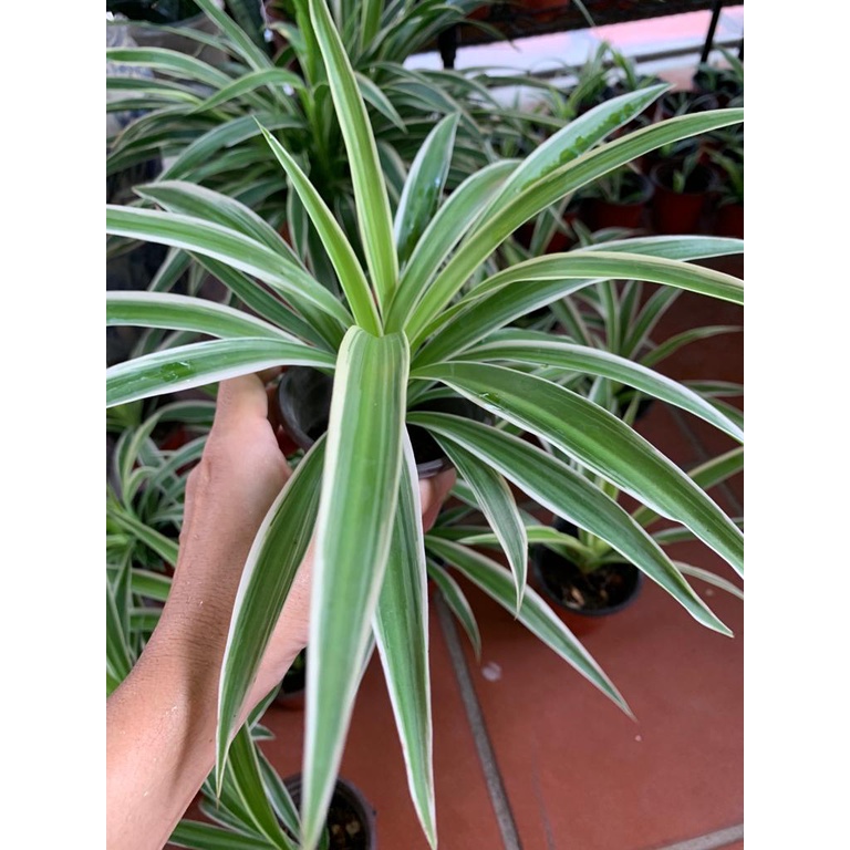 GREENPokok Spider Plant Pokok Lidah Ayam Labah Labah Murah 蛛形吊兰 ...