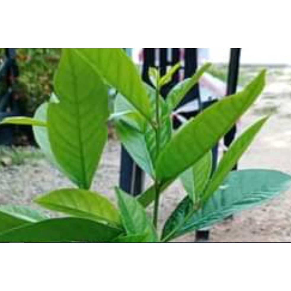 ANAK POKOK SALAM BAY LEAF SERAI KAYU | Shopee Malaysia