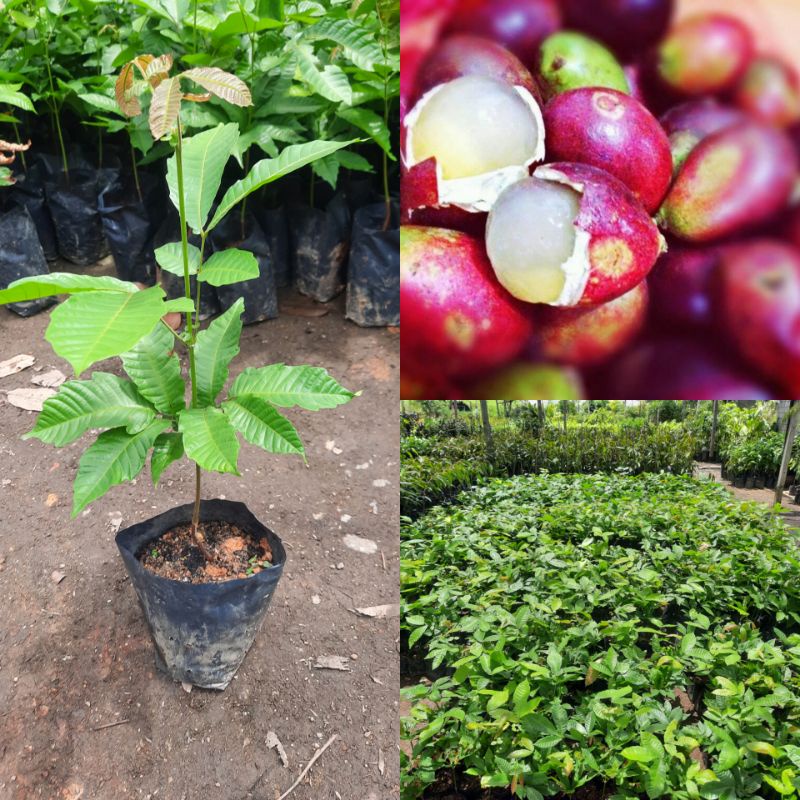 Anak Pokok Matoa/Pokok Longan Brazil | Shopee Malaysia