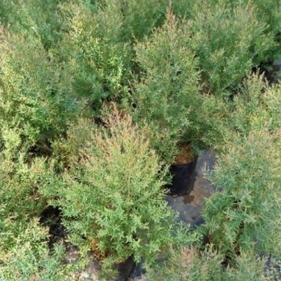 Pokok Rhu Wangi/Sapling | Shopee Malaysia