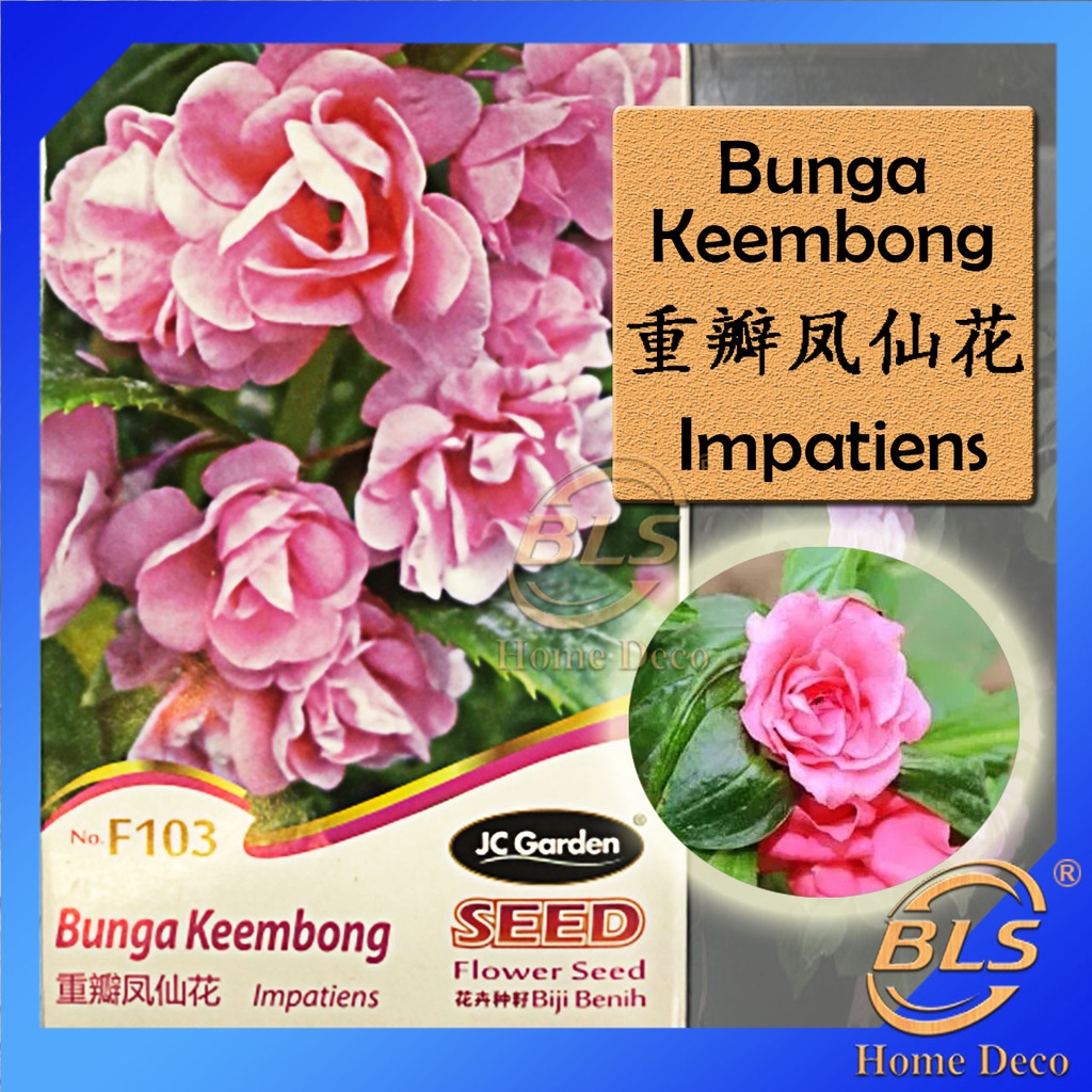 F103 BUNGA KEEMBONG IMPATIENS JC GARDEN FLOWER SEED BIJI BENIH 重瓣凤仙花种子 ...
