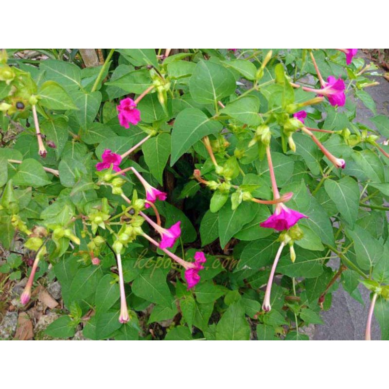 Anak pokok bunga pukul 4/Pokok bunga Asar/Bunga Trompet | Shopee Malaysia