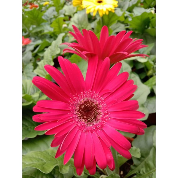 🔥🔥Bunga daisy pokok hidup (daisy live plant READY STOCK)🔥🔥 | Shopee ...