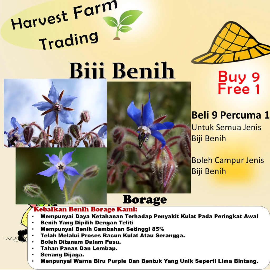 Biji Benih Bunga Borage 20Pcs+- flower seed sunflower seeds vegetable ...