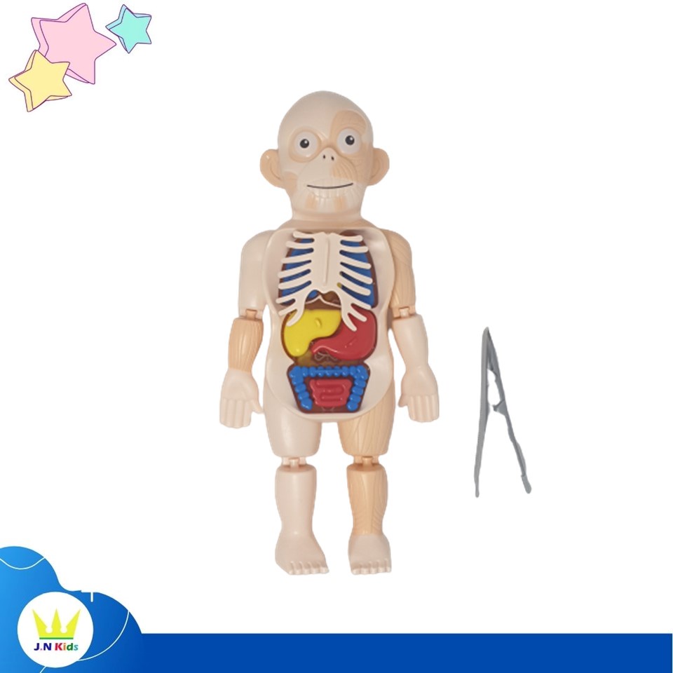 Children's Educational Toys Human Body Model Body Organ Learning ...