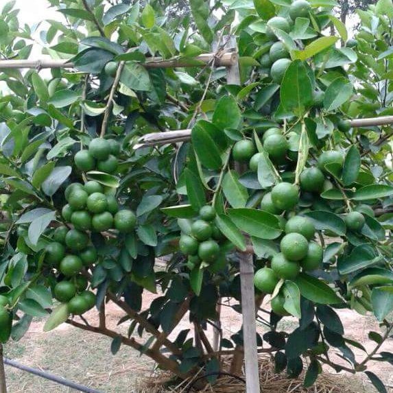 [MUST BUY] Pokok LIMAU NIPIS SEGUGUS (Key Lime)/Live Plant | Shopee ...