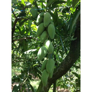 Mangga Chokanan Tempatan (Tanaman Malaysia). Local Mango Chokanan ...
