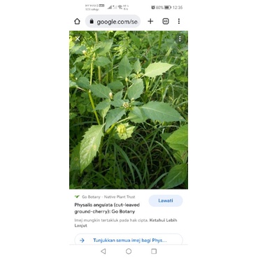 Pokok letup Kelambu, Nama saintifik bagi pokok letup-letup kelambu ...