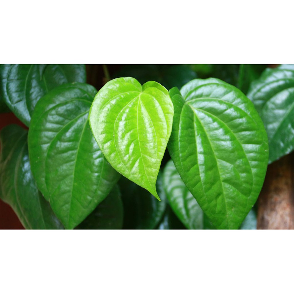 Daun Sirih Kampung Segar 20 Helai, Pinang & Kapur | Shopee Malaysia