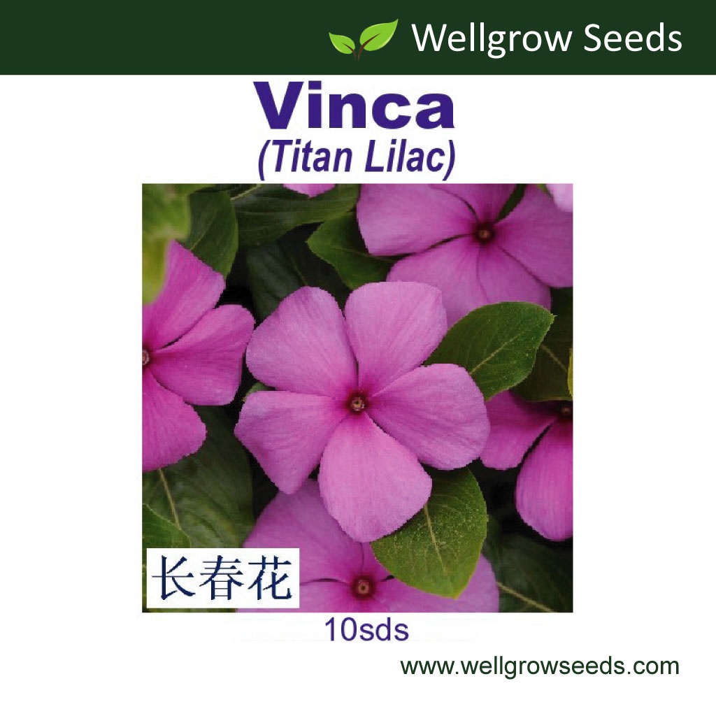 Vinca Titan F1 Assorted Colours (10seeds) 长春花泰坦系列（混色）Periwinkle Benih ...