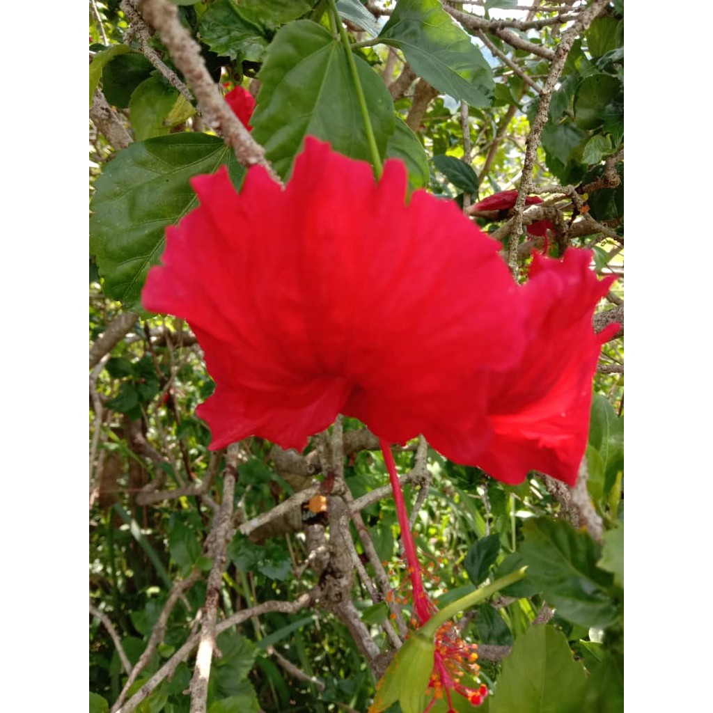 Hibiscus Stem Cutting (Red) / Batang Pokok Bunga Raya | Shopee Malaysia