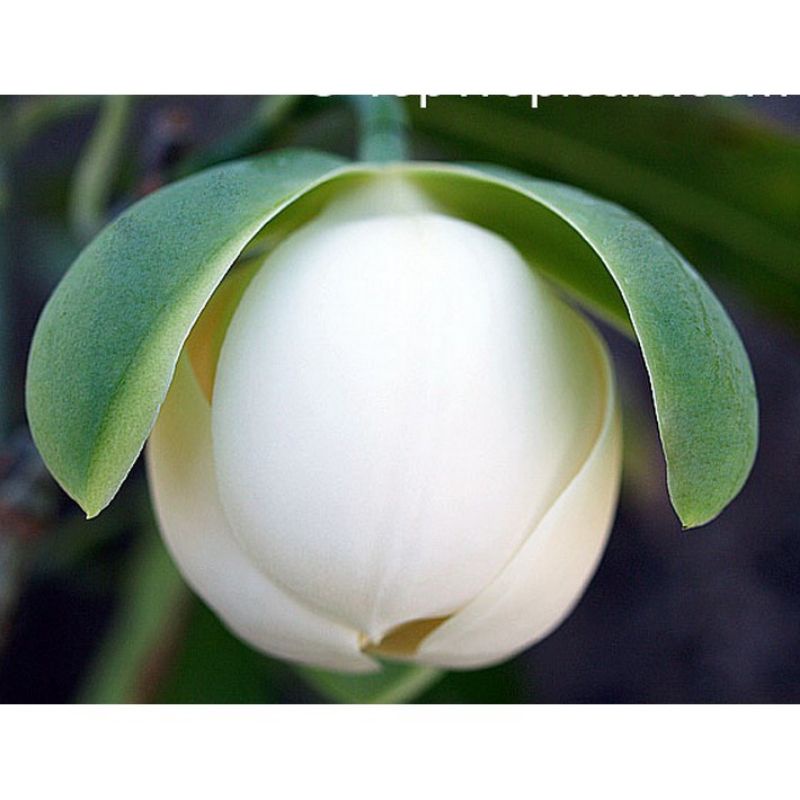 🔥🔥ANAK POKOK BUNGA CEMPAKA TELUR🔥🔥 | Shopee Malaysia