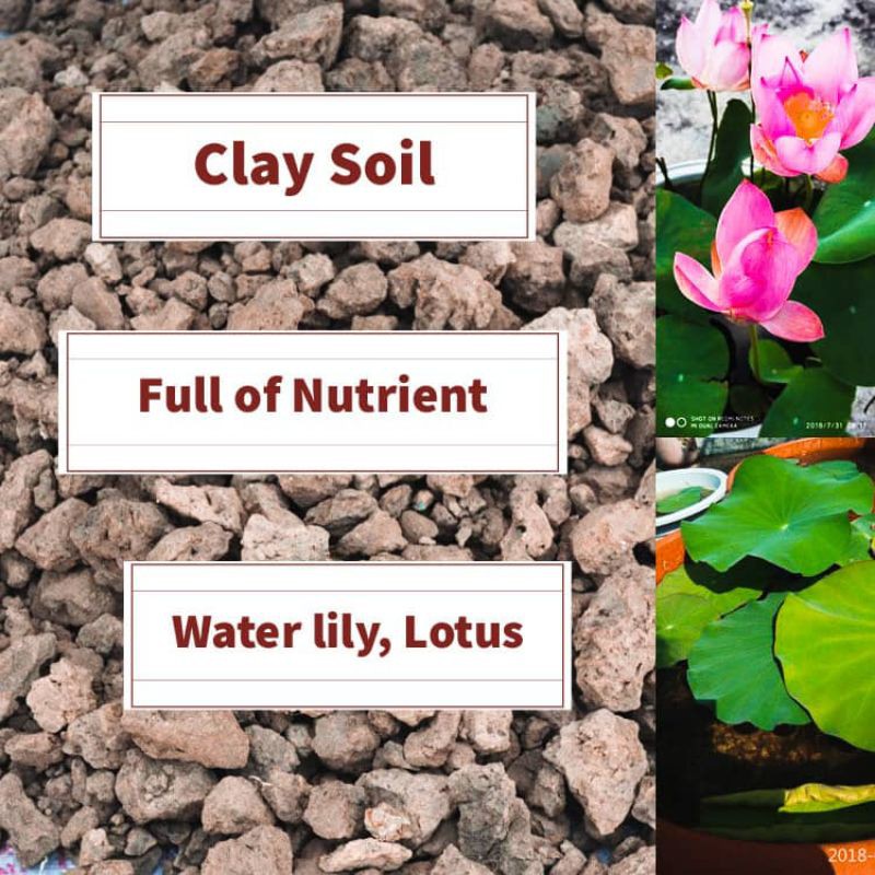 💥Ready Stock💥1kg Clay Soil Lotus Water Lily Mud Tanah Liat Aquatic ...