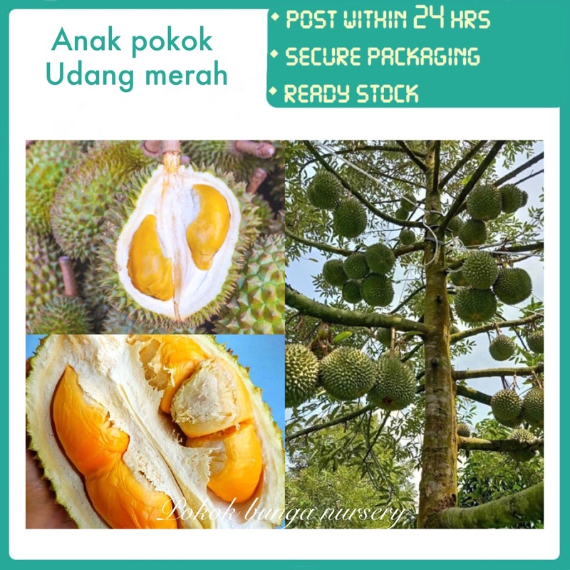 PBN - anak pokok durian udang merah - pokok bunga nursery fruit sapling ...