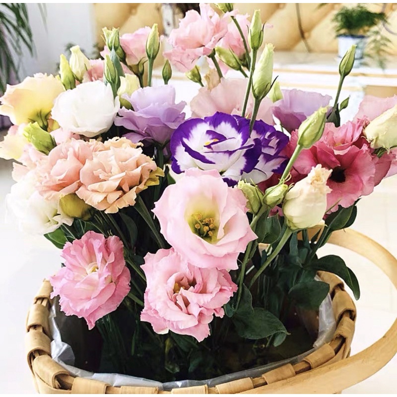 #Eustoma flower seeds 50pcs#Biji bunga benih Eustoma 50pcs#洋桔梗种子50pcs ...