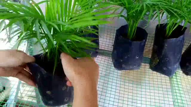 Java Palm Jawa Palm Areca Butterfly Cane Palm Real Plants Live Plants ...