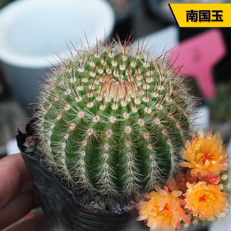 【Easy to bloom】Natural Cactus Nanguo Jade Cactus Rare Organge Flower ...