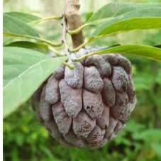 10 seeds of red sugar apple (Annona squamosa red) / 10 biji benih buah ...