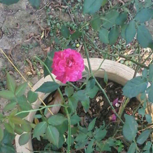 Pokok rose pink maroon | Shopee Malaysia