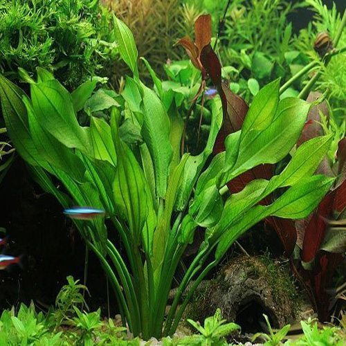 Aquarium Plants Amazon Sword (Echinodorus Amazonicus) | Shopee Malaysia